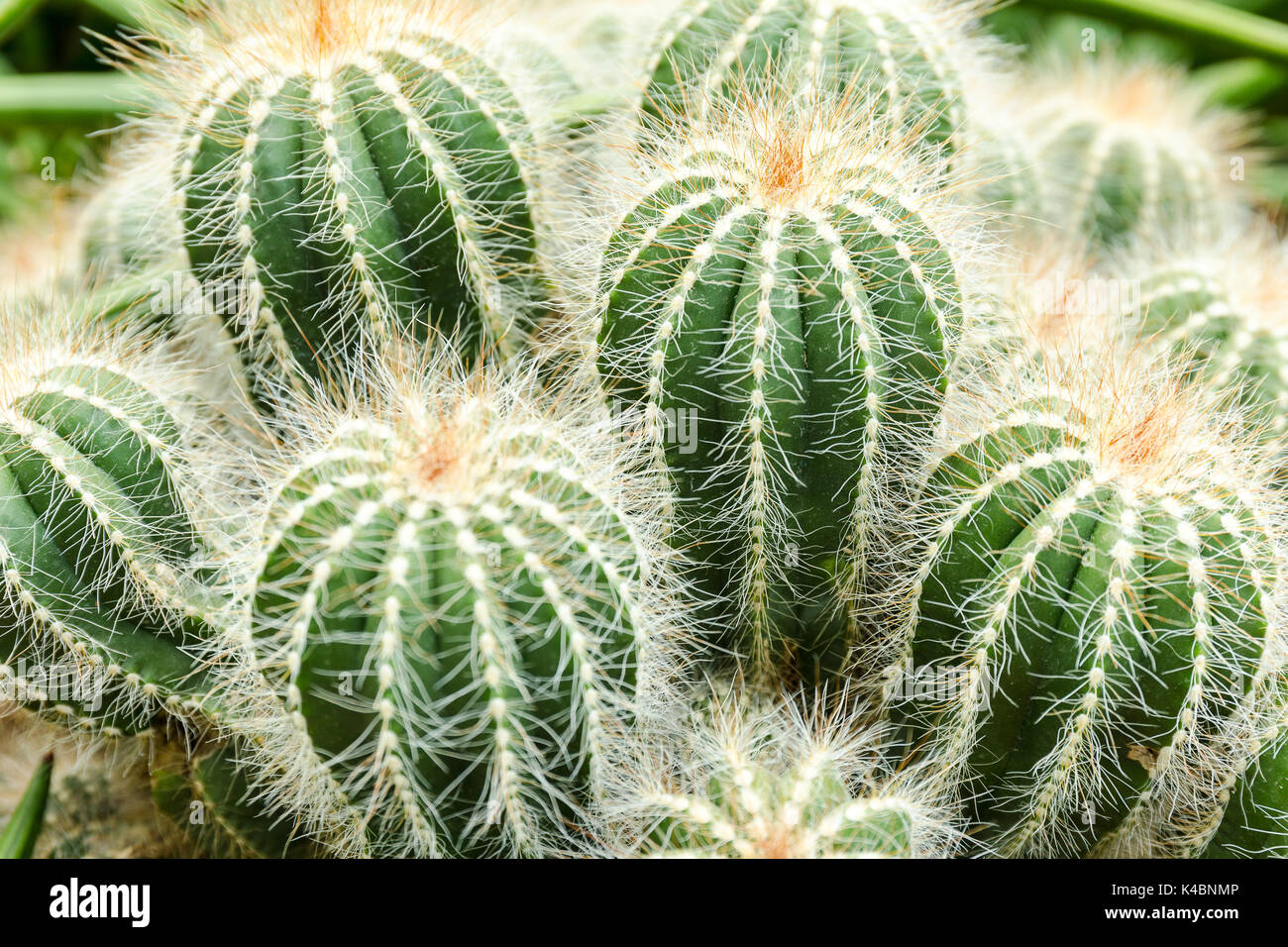 White hairy cactus hi-res stock photography and images - Alamy