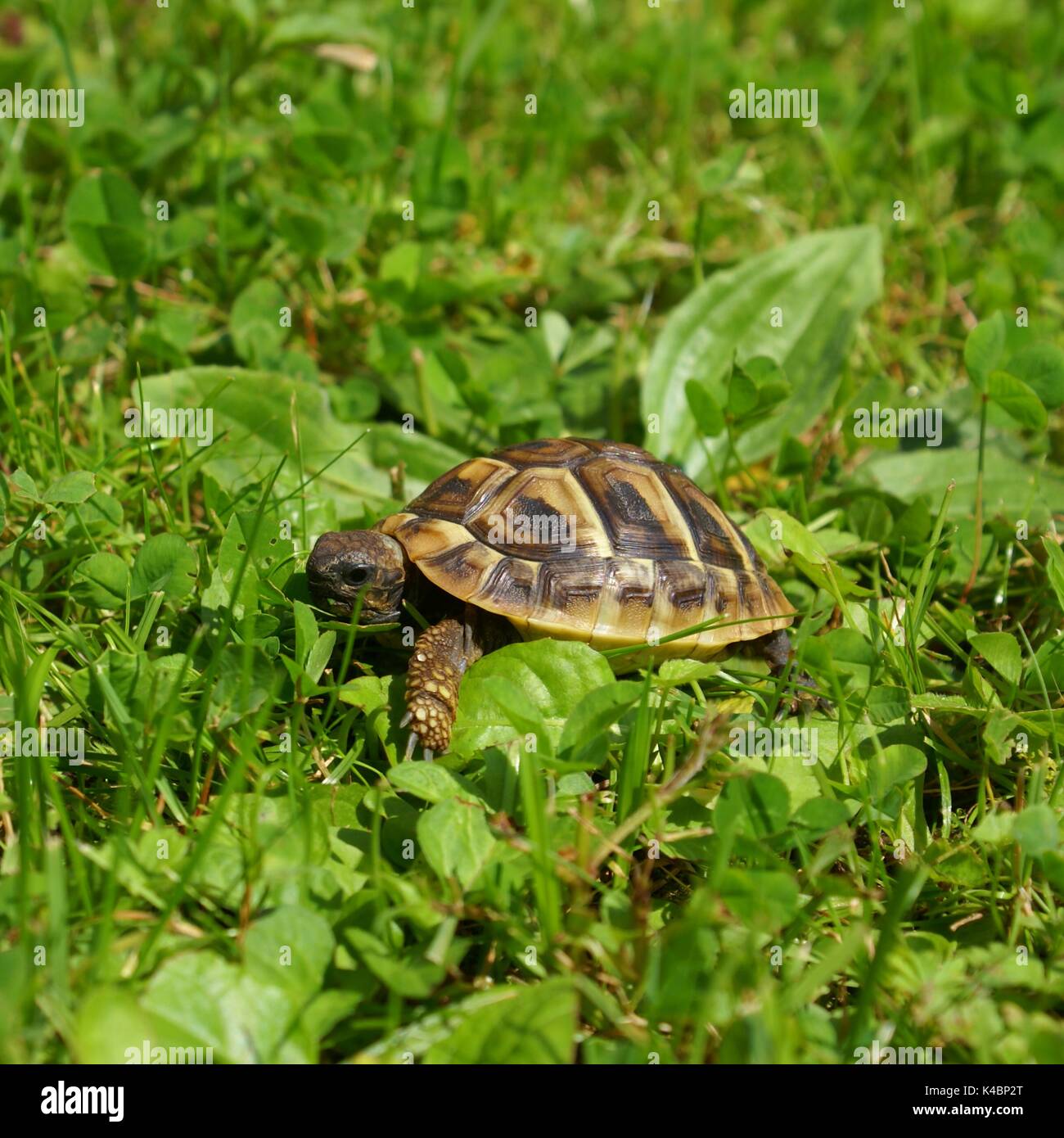 Greek Tortoise Baby Stock Photo - Alamy