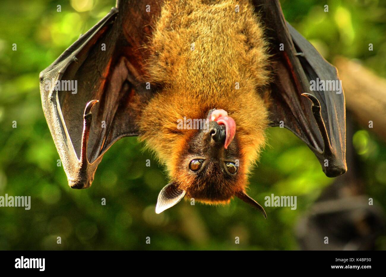 Flying Fox With Long Tongue Stock Photo - Alamy