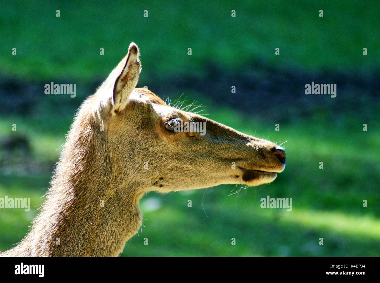 Red Deer Hind Profile Stock Photo - Alamy