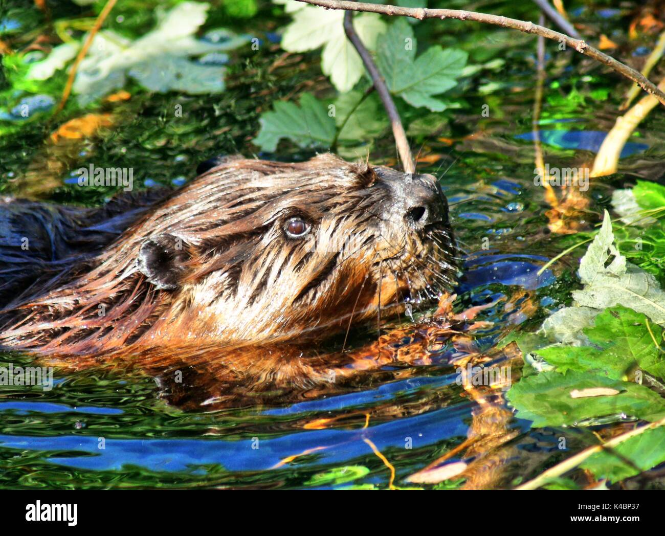 German beaver hi-res stock photography and images - Alamy