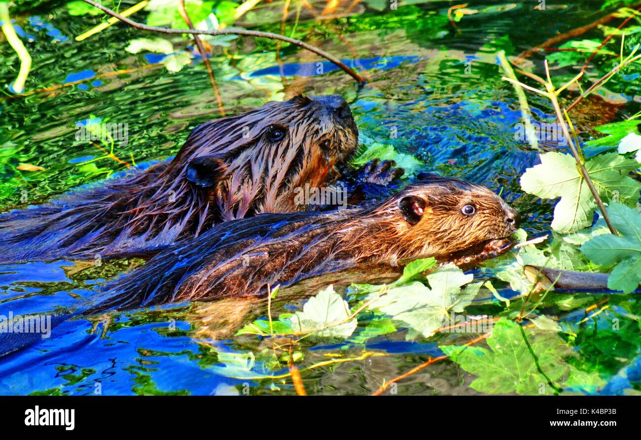 Beaver With Young Stock Photo - Alamy