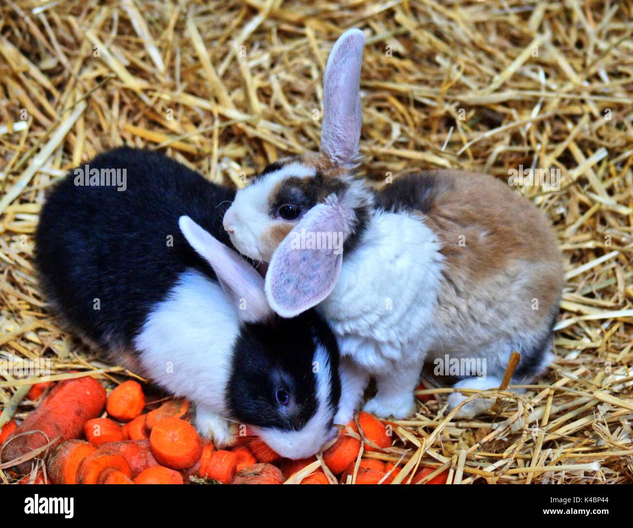 Babycuddling hi-res stock photography and images - Alamy