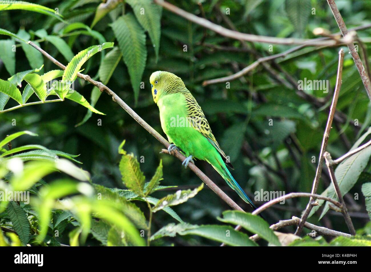 Green Budgerigar In The Tree Stock Photo - Alamy
