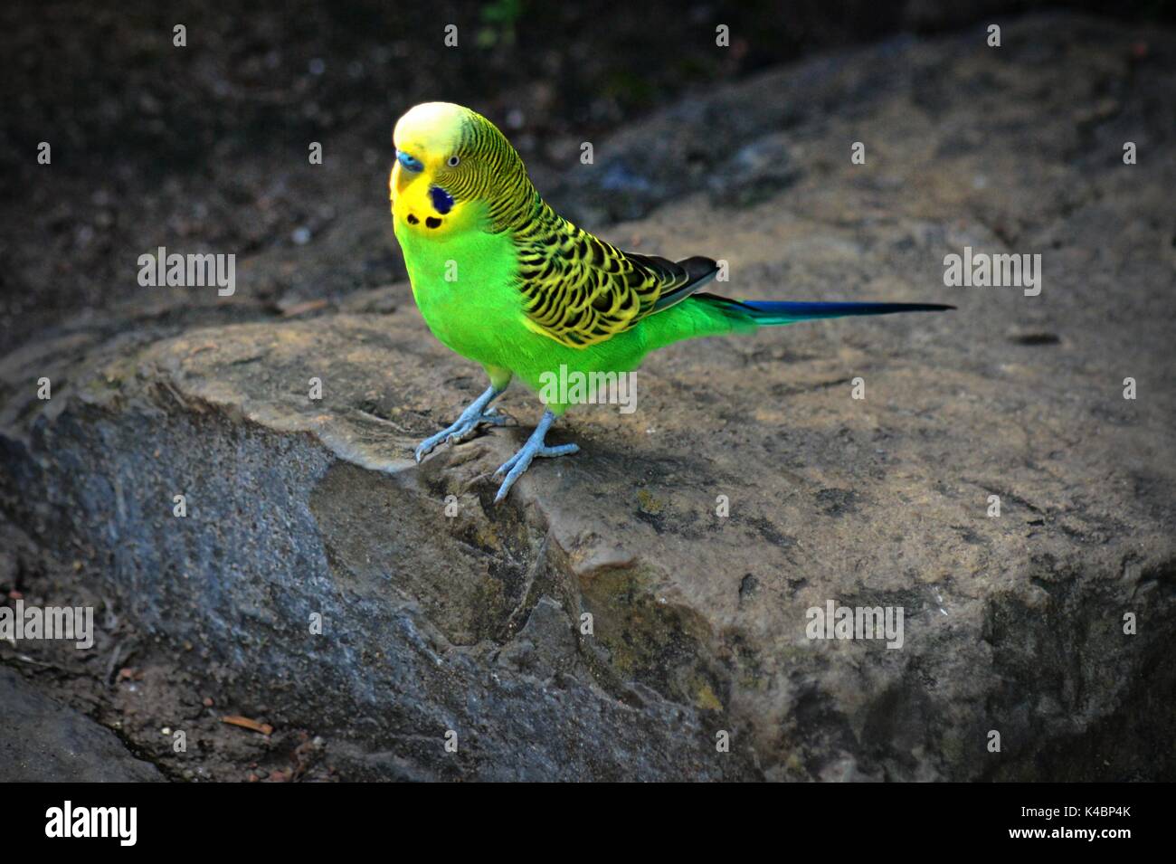 Australian budgerigar hi-res stock photography and images - Alamy
