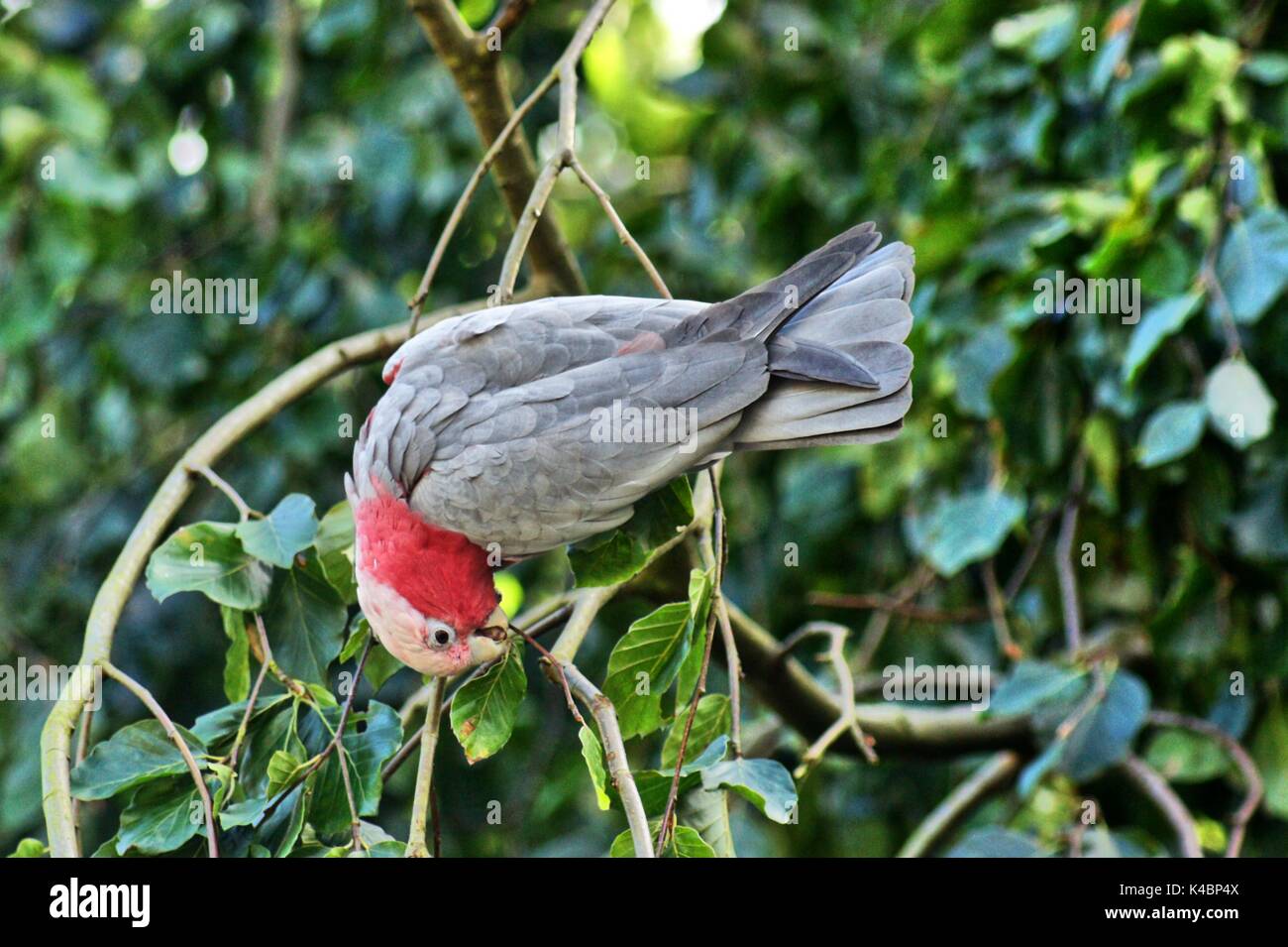Galah Eolophus Roseicapilla Stock Photo - Alamy