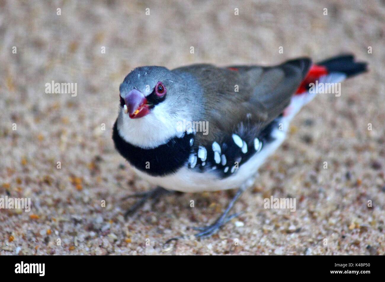 Australian firetail finch hi-res stock photography and images - Alamy