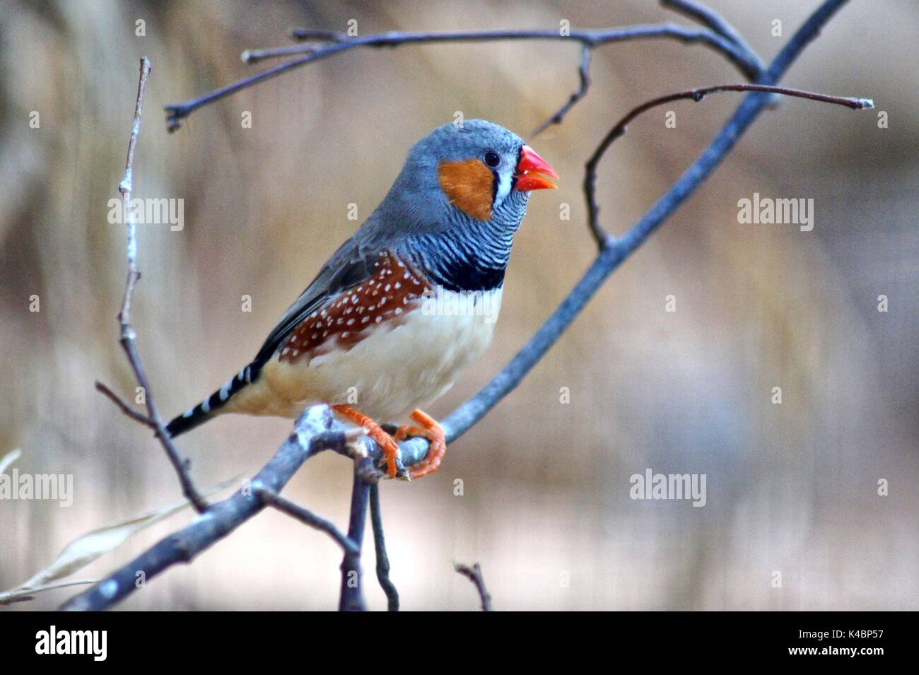 Zebra Finch Taeniopygia Guttata Of A Twig Stock Photo - Alamy