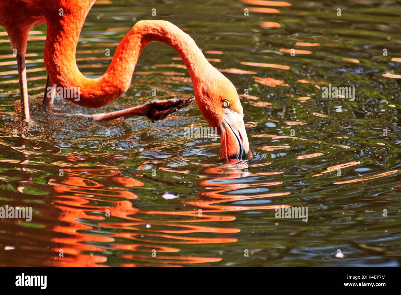 Flamingo Phoenicopteridae Scratching Stock Photo - Alamy
