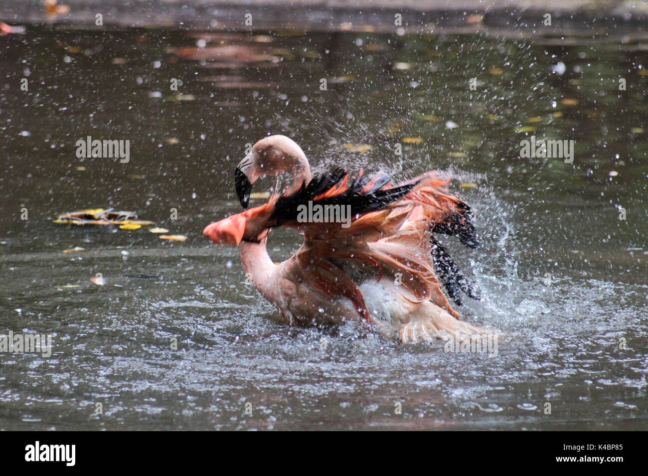 Flamingo Phoenicopteridae Bathing Stock Photo - Alamy