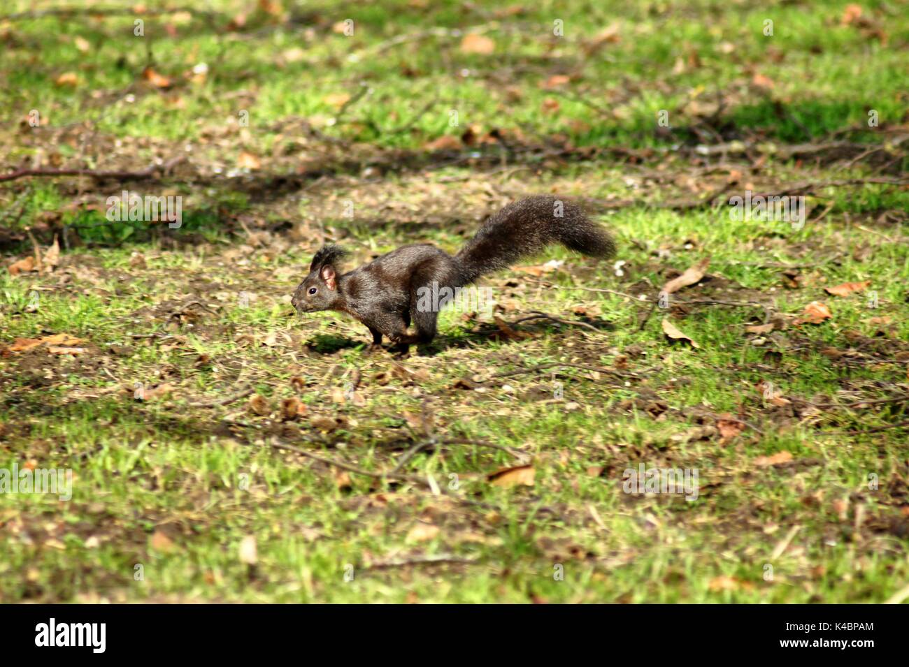 Black Squirrel Sciurus Vulgaris Running Over The Meadow Stock Photo - Alamy