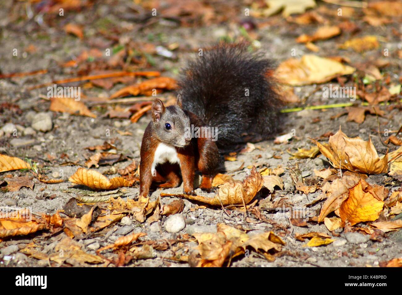 Baby squirrel in tree hi-res stock photography and images - Alamy