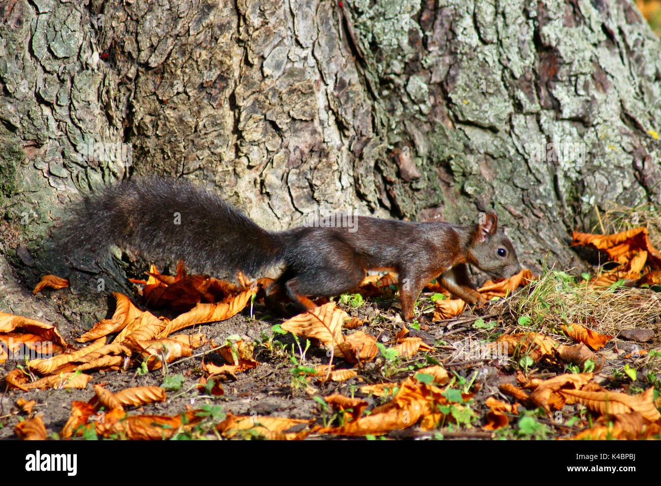 Baby squirrel in tree hi-res stock photography and images - Alamy