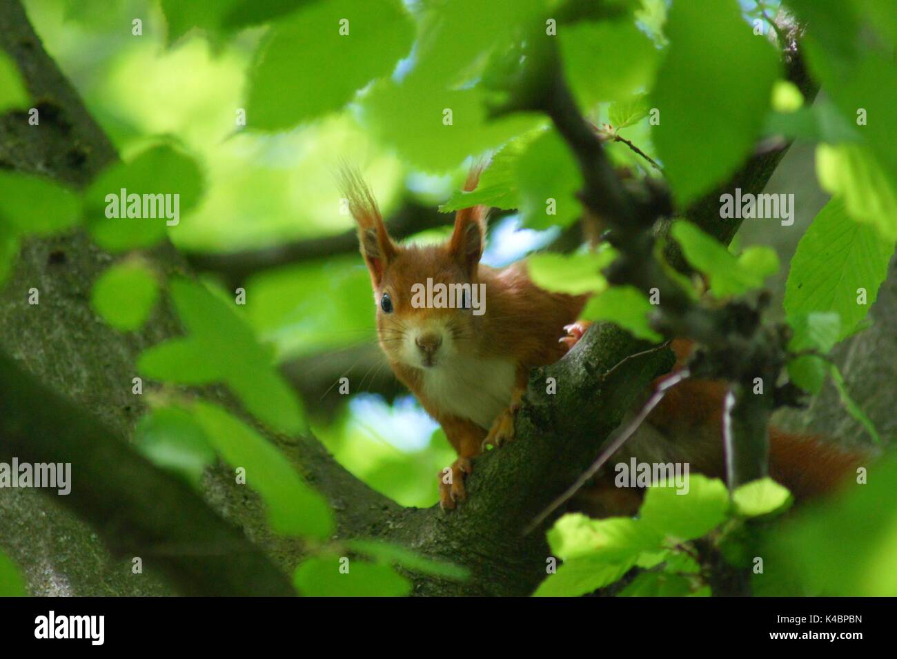 Red Squirrel Sciurus Vulgaris In The Leaf Tree Stock Photo - Alamy