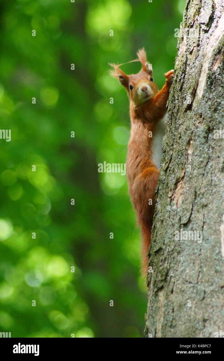 German squirrel hi-res stock photography and images - Alamy
