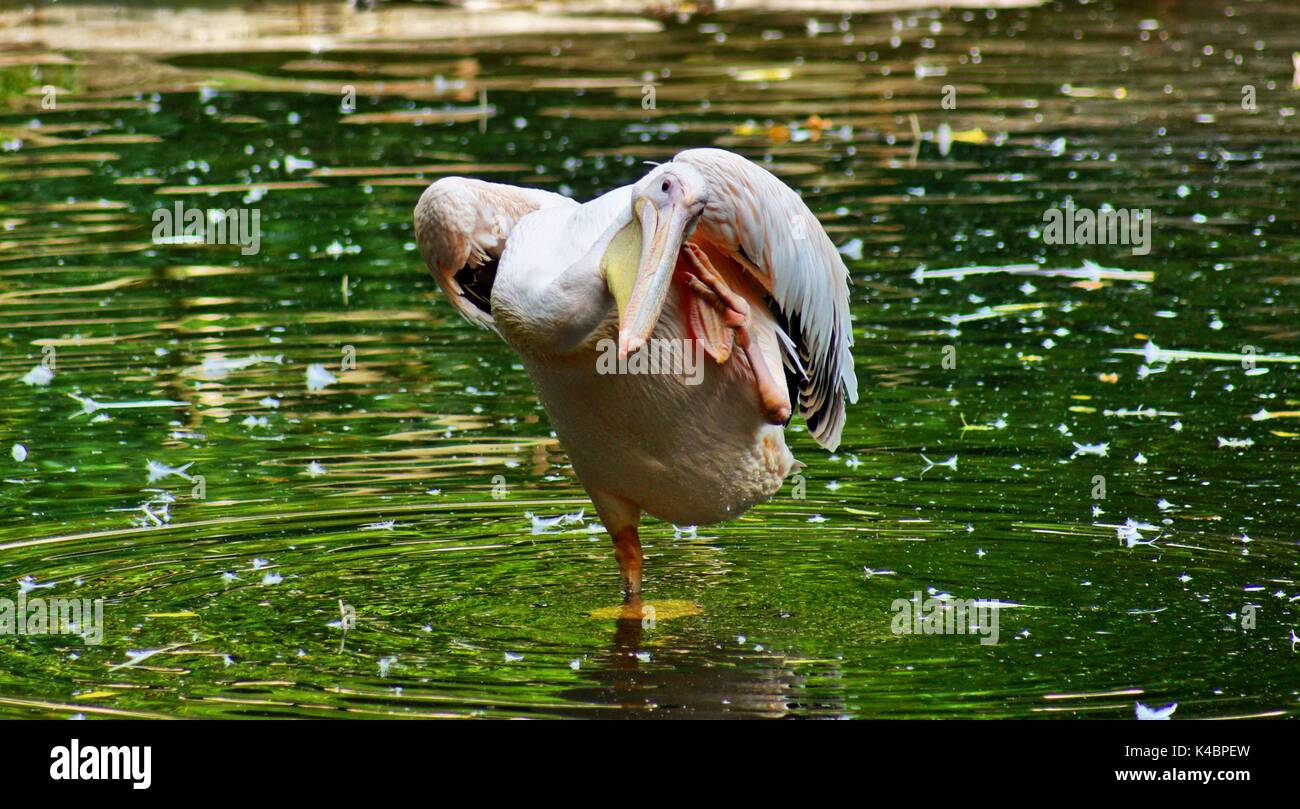 Rosy Pelican Pelecanus Onocrotalus Stand Of One Leg Stock Photo - Alamy