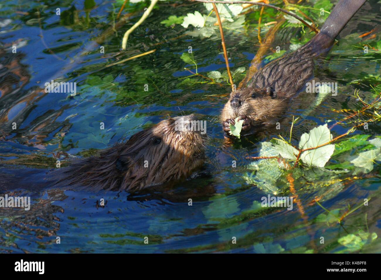 Beaver Castoridae Eating With Baby Stock Photo - Alamy