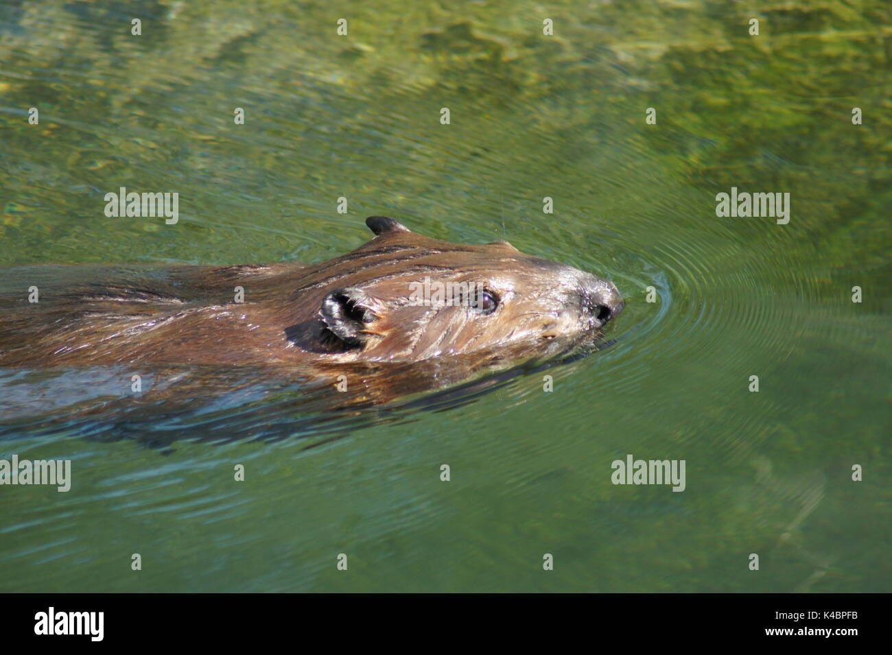Castoridae hi-res stock photography and images - Alamy