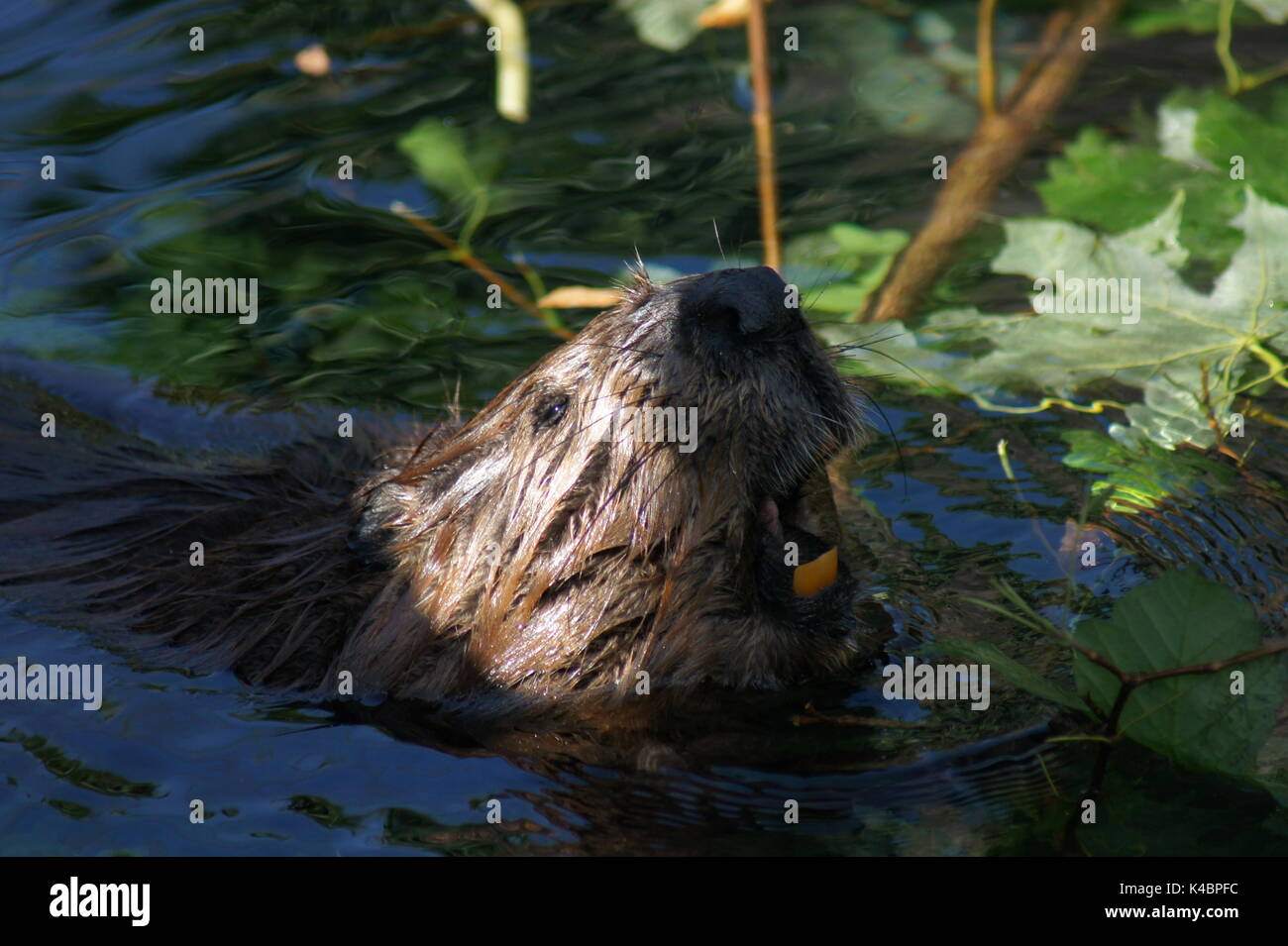 Castoridae hi-res stock photography and images - Alamy