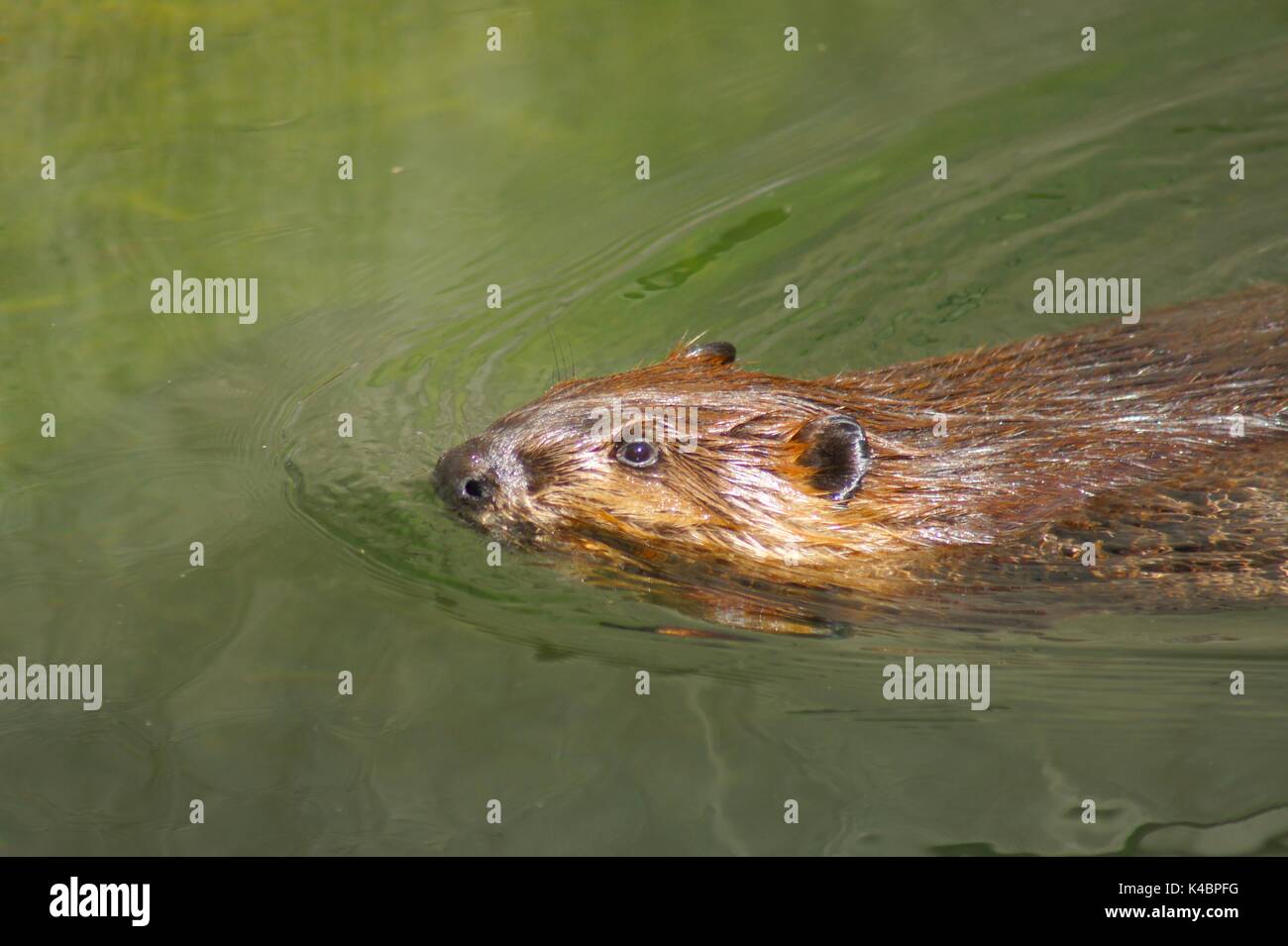 Wildlife castoridae swim swimming hi-res stock photography and images ...