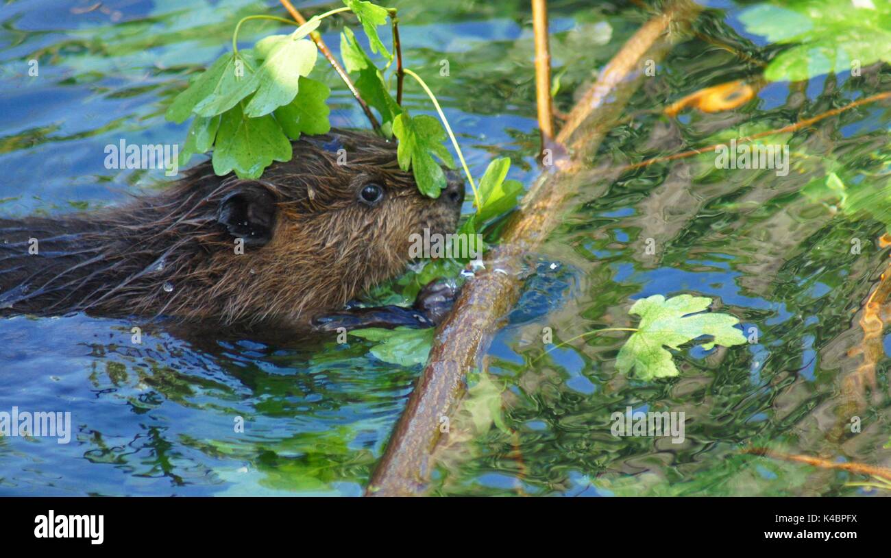 Beaver Castoridae Baby Eating Stock Photo - Alamy