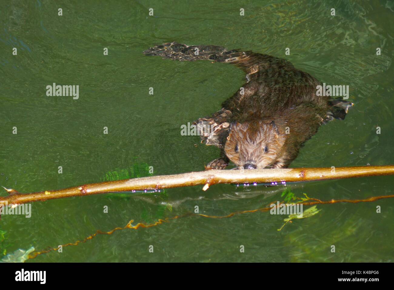 Beaver Castoridae Baby With Branch Stock Photo - Alamy