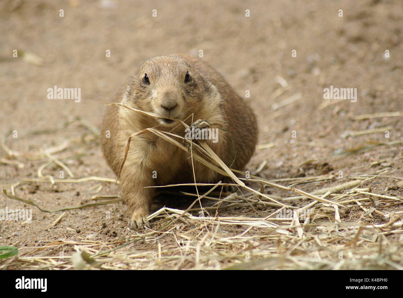 Prairie Dog Cynomys Eat Dry Gras Stock Photo - Alamy
