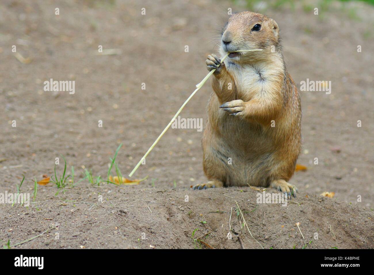 Prairie Dog Cynomys With Culm Stock Photo - Alamy