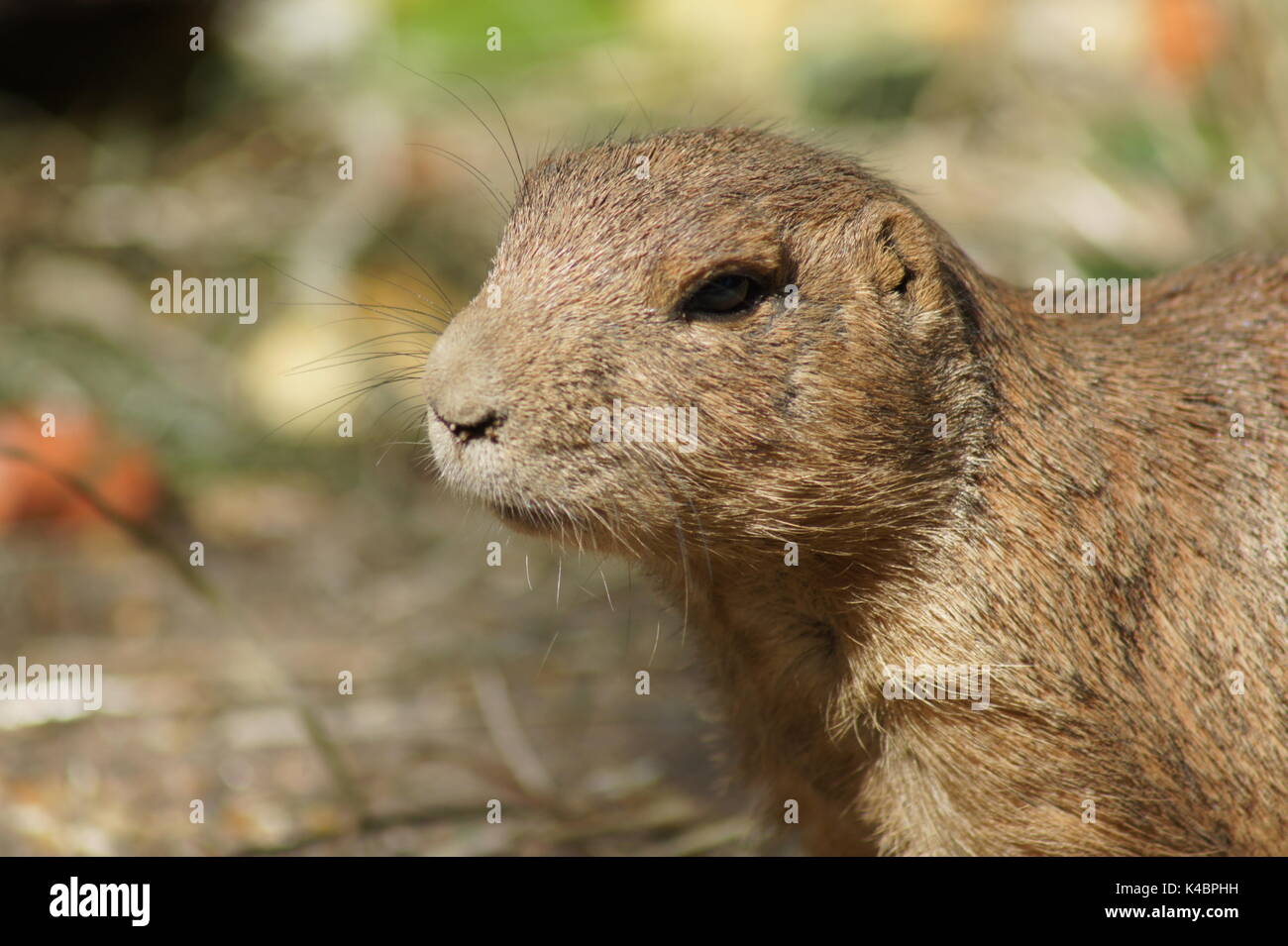 Prairie Dog Cynomys Profile Stock Photo - Alamy