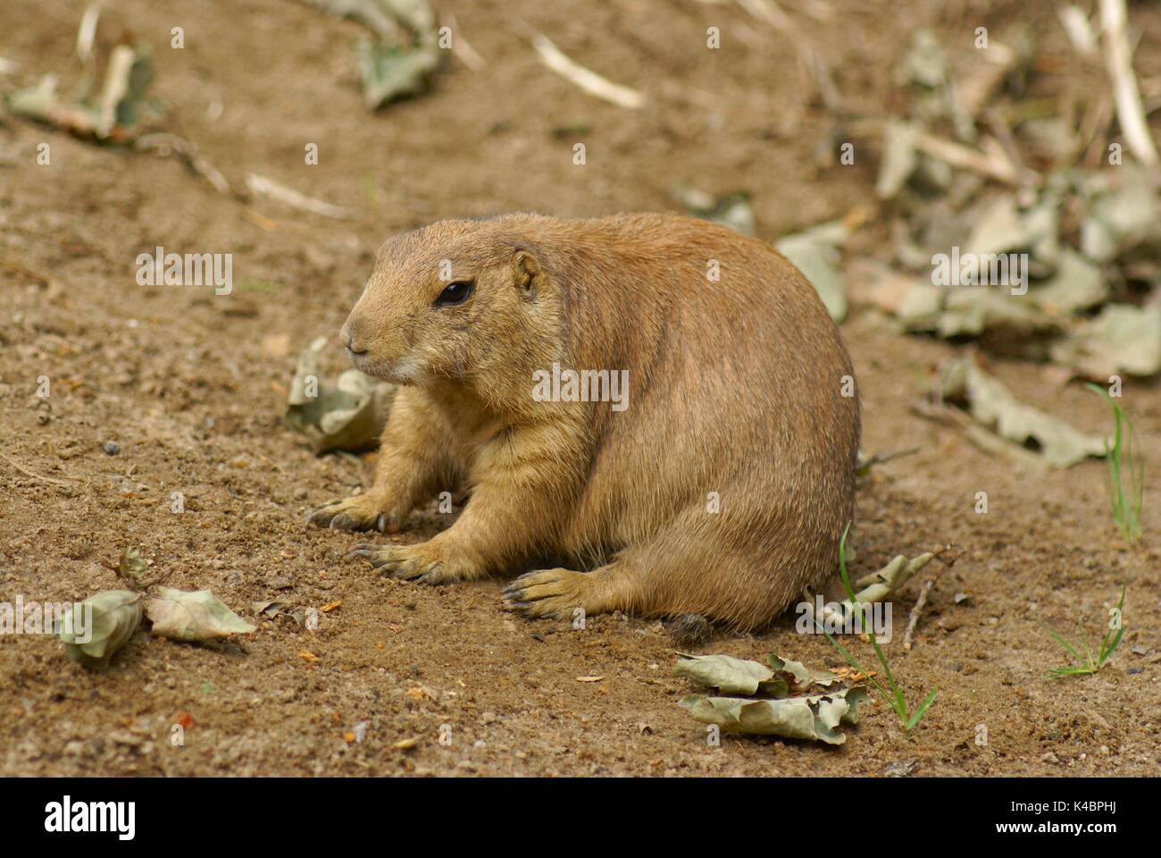 Prairie Dog Cynomys In North America Stock Photo - Alamy