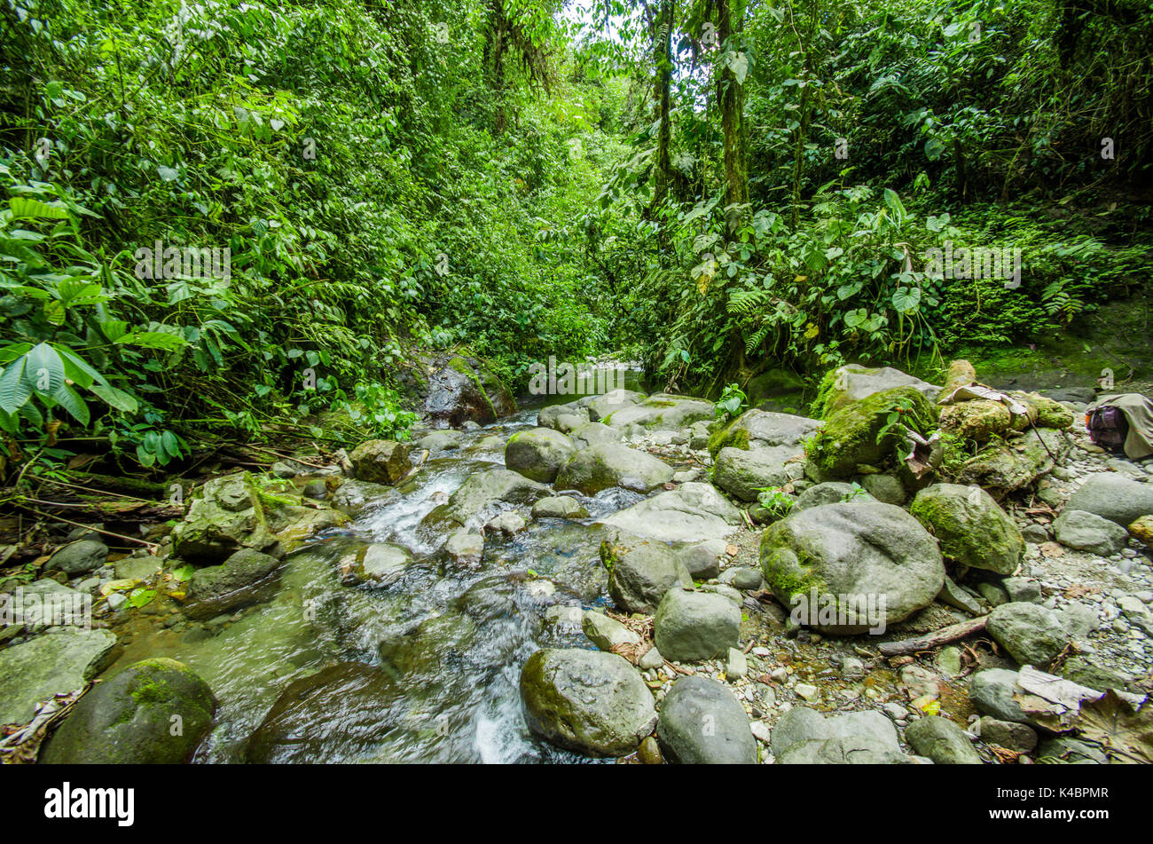 Beautiful creek flowing inside of a green forest with stones in river ...
