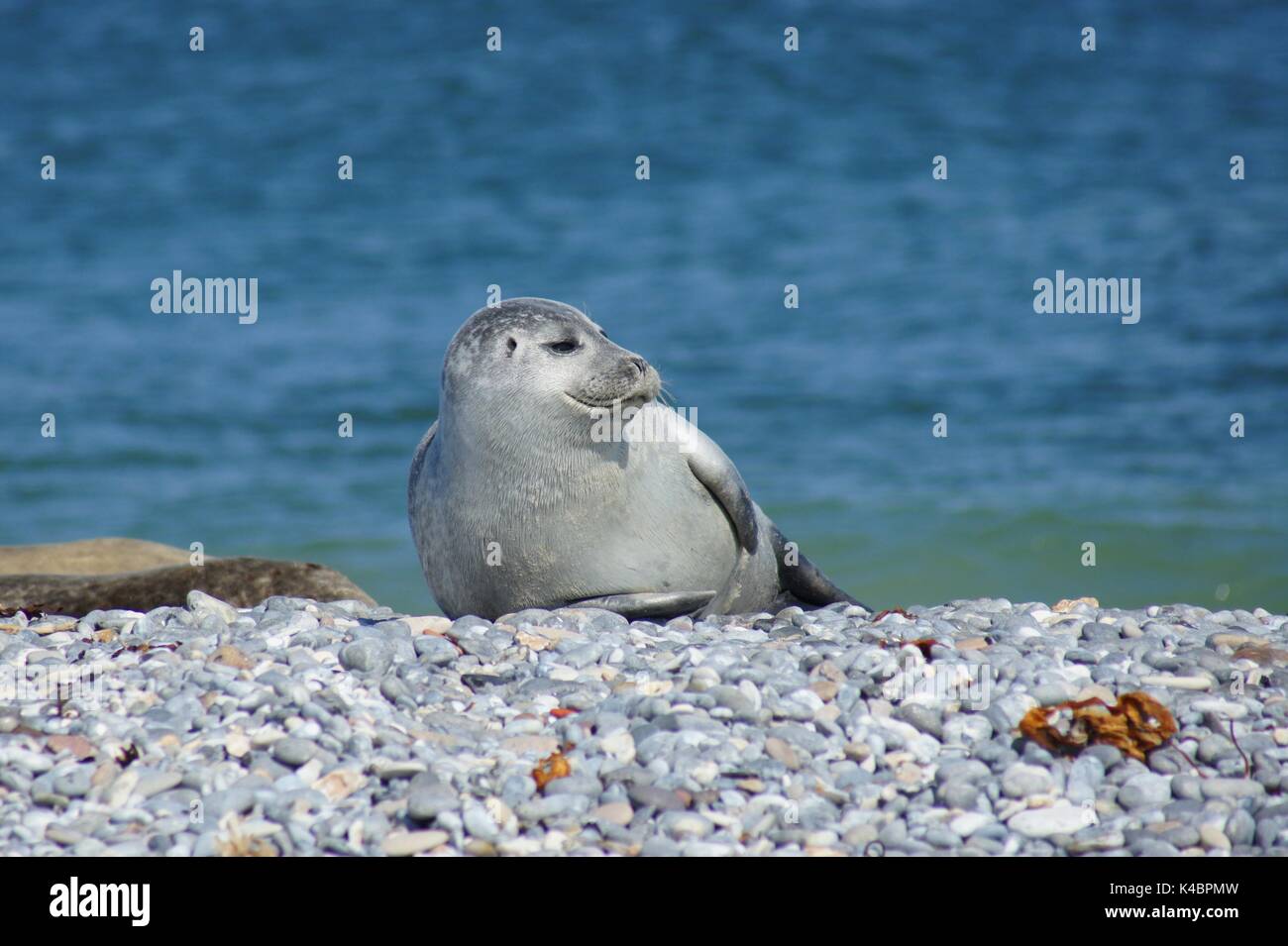 Seal Pinnipedia In The North Sea Coast Stock Photo - Alamy