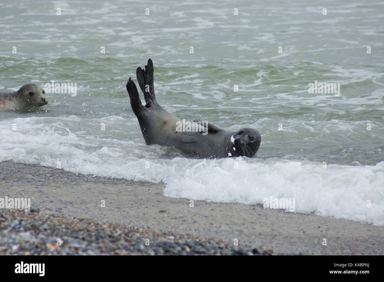 Seals with an in hi-res stock photography and images - Alamy