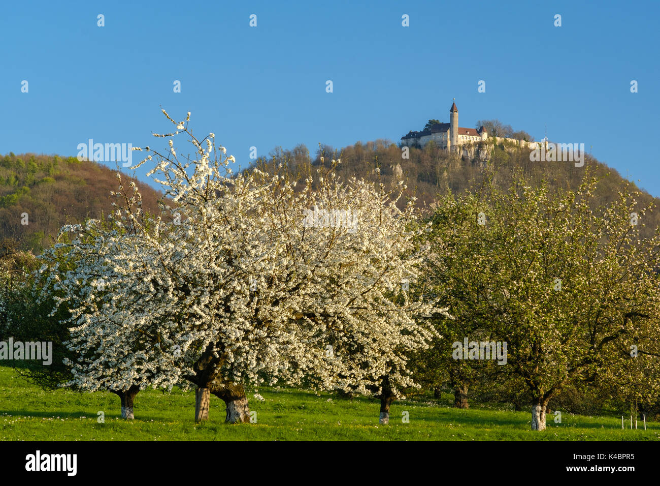 Teck Castle In Springtime Stock Photo - Alamy