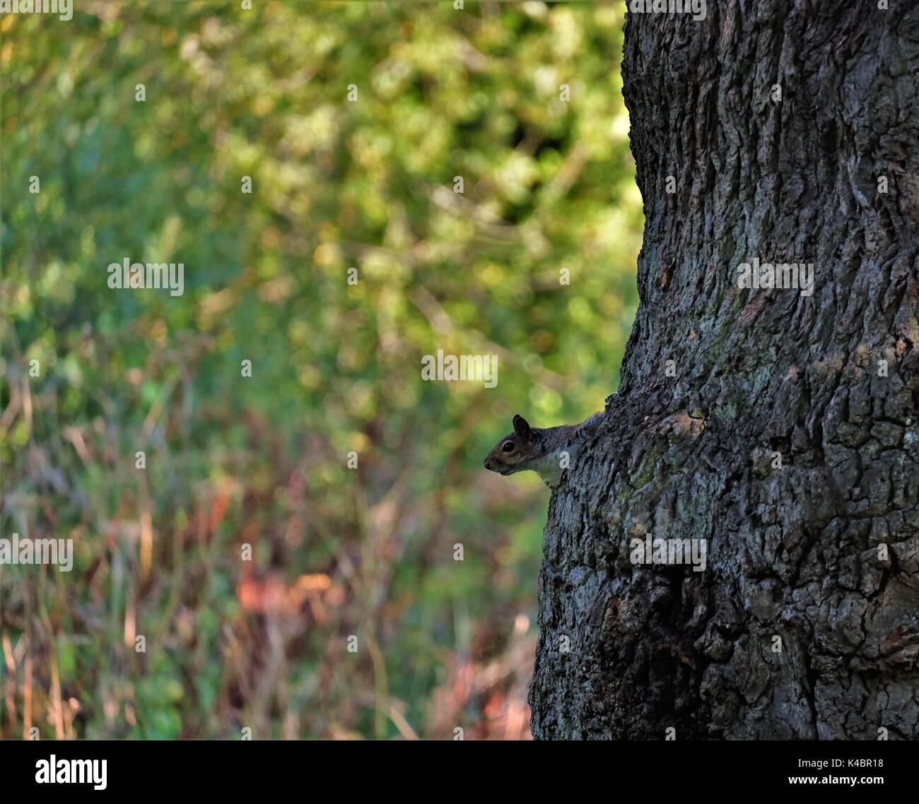 squirrel eating acorns Stock Photo - Alamy
