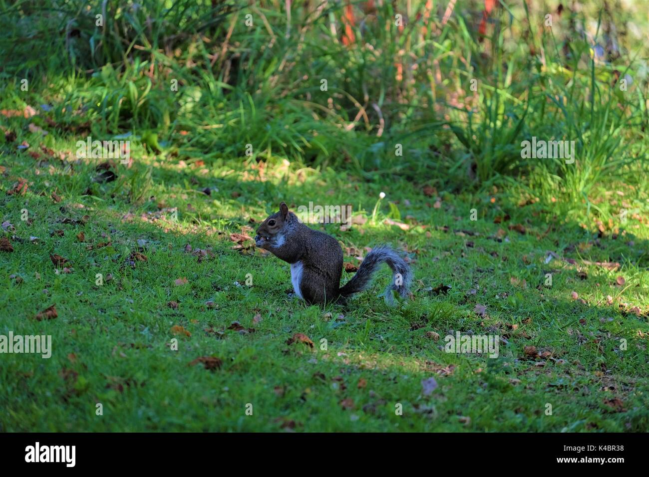 squirrel eating acorns Stock Photo - Alamy