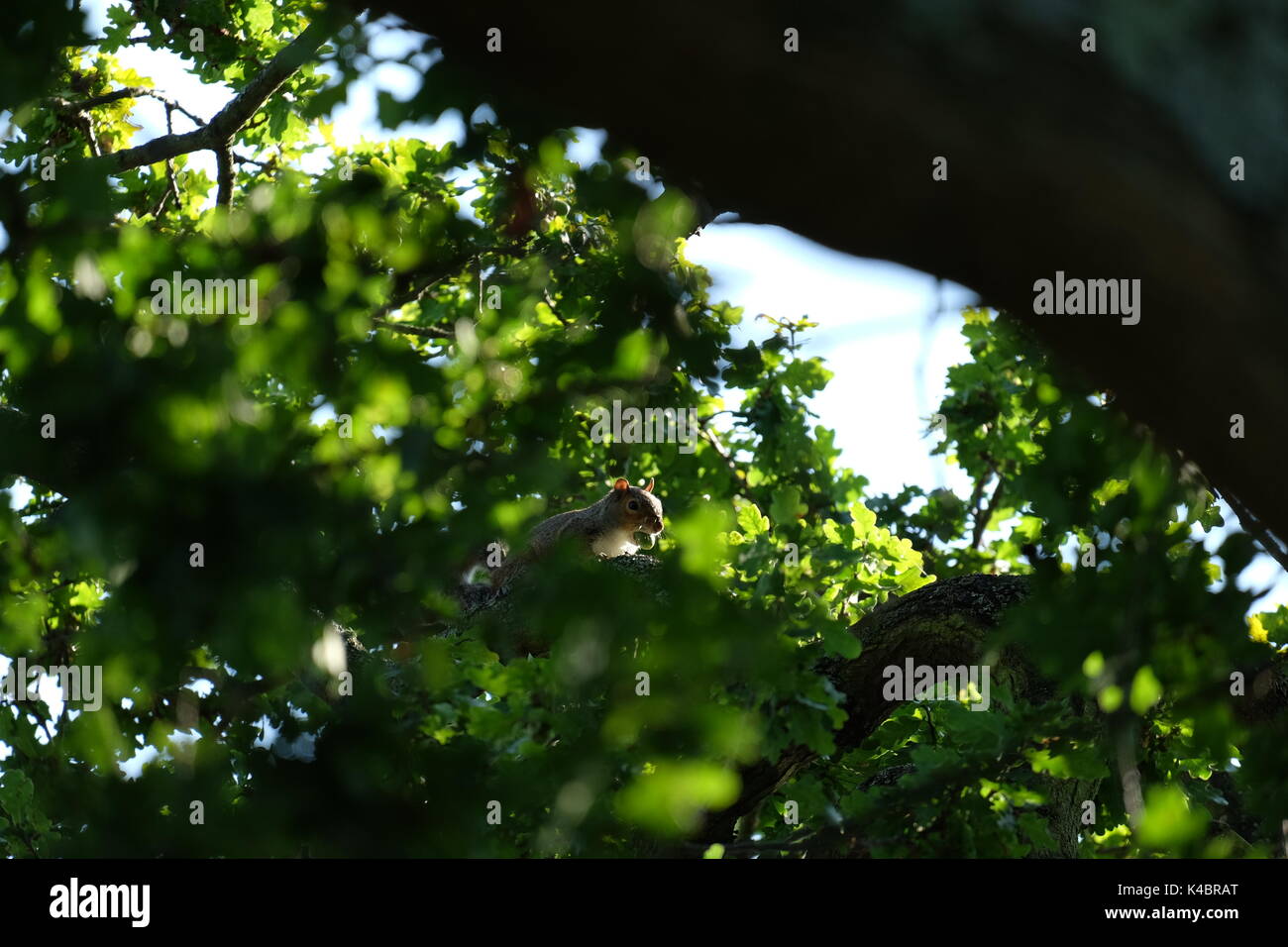 Squirrel eating acorns in hi-res stock photography and images - Alamy