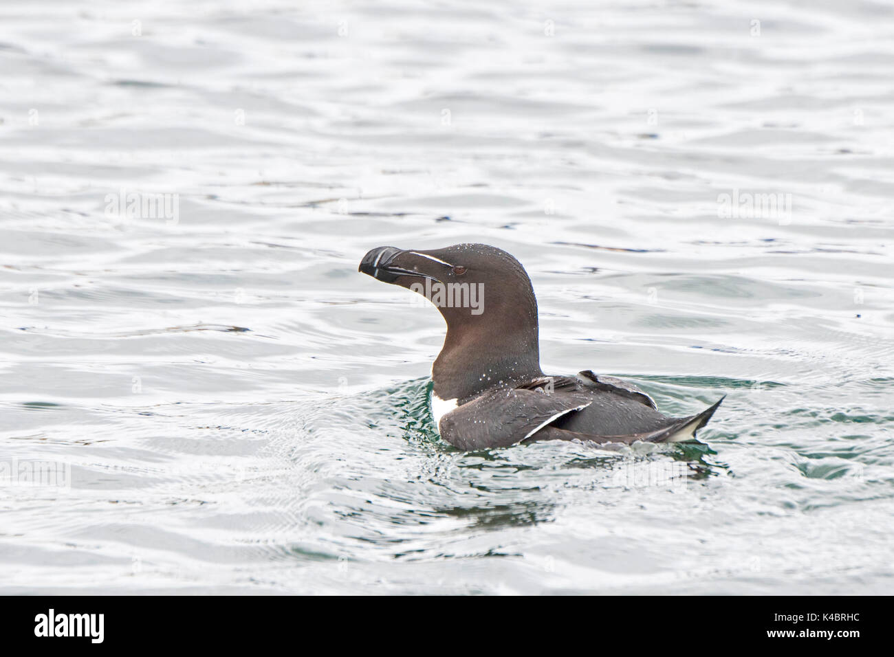 Razorbill alca torda adult swimming hi-res stock photography and images ...