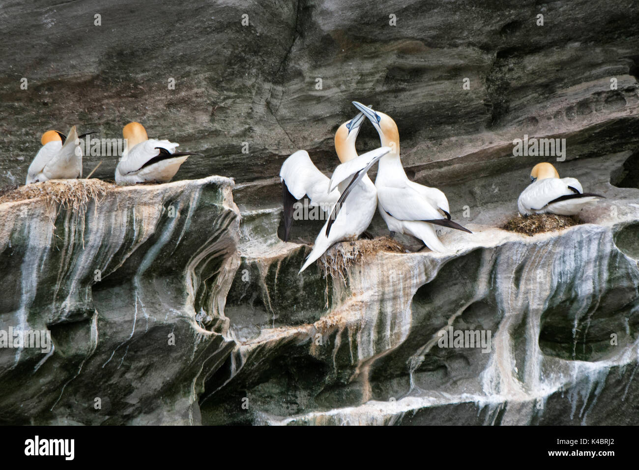 Northern Gannet Morus bassanus breeding colony Noss Shetland June Stock ...