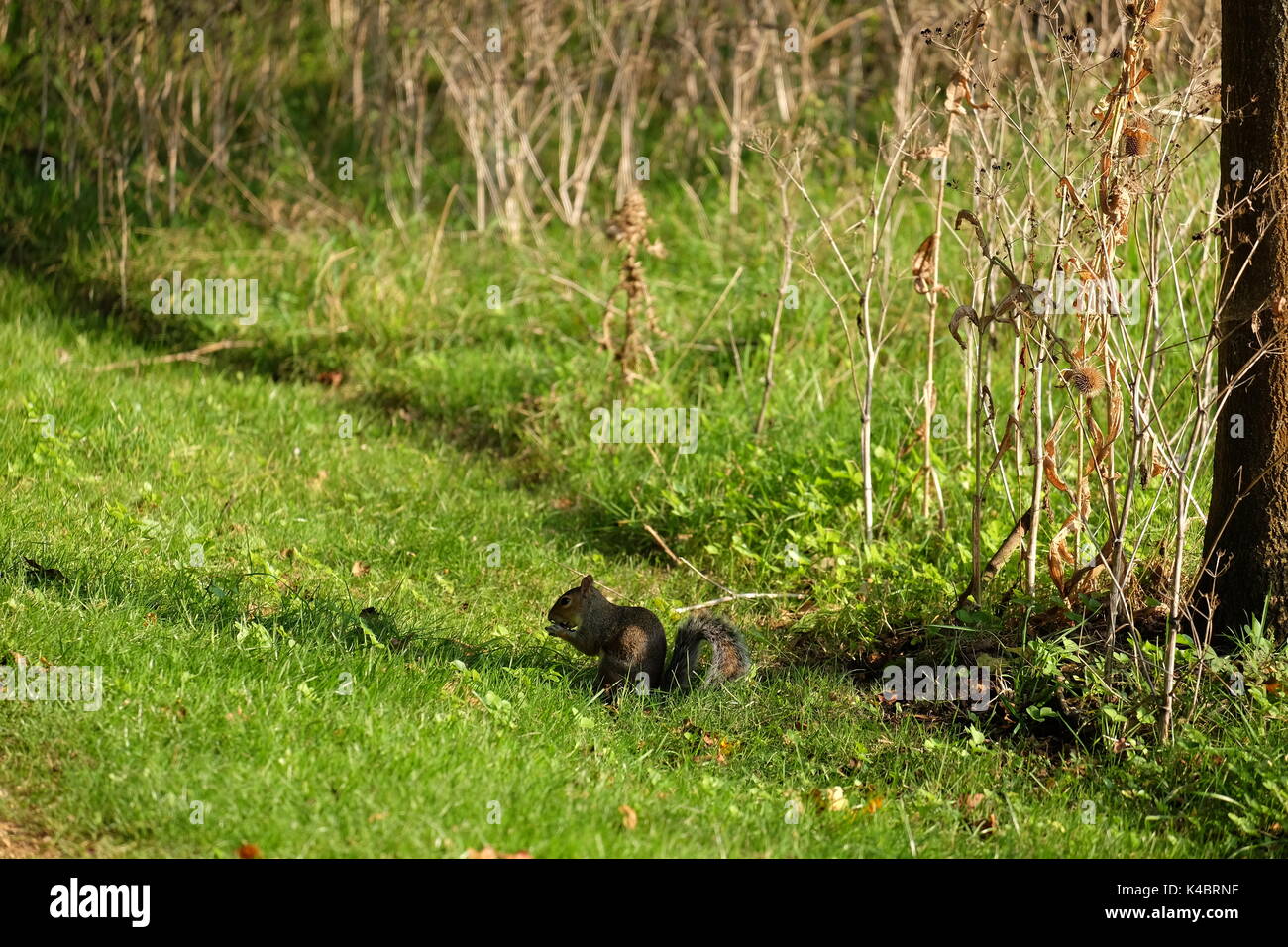 squirrel eating acorns Stock Photo - Alamy