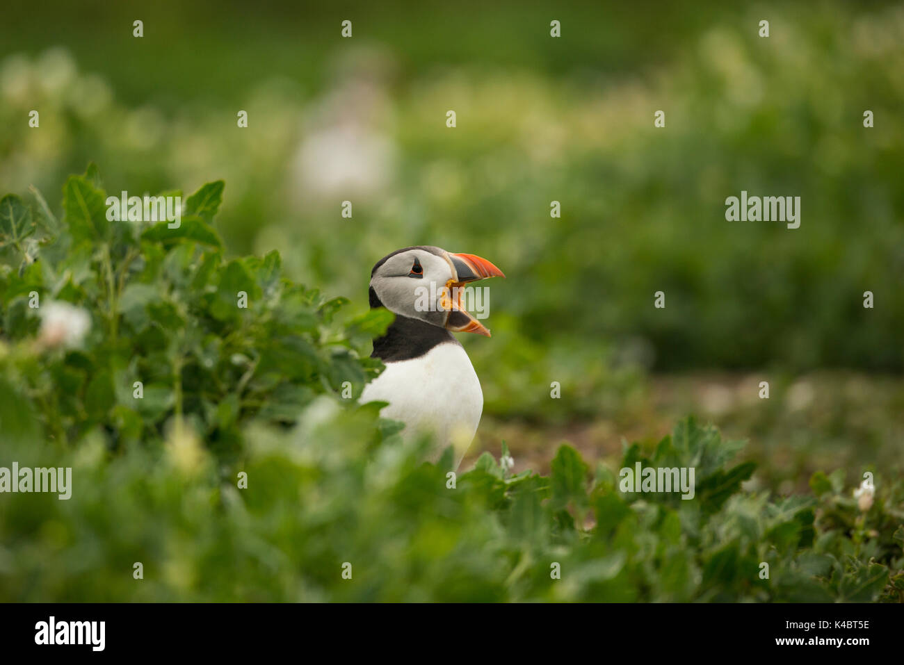 Puffin with open beak on Farne Islands Stock Photo - Alamy