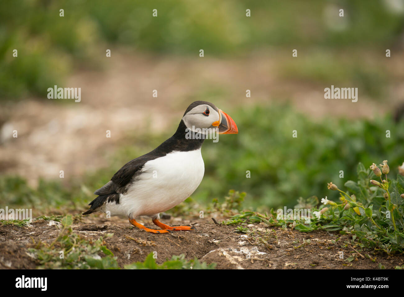 Side profile of puffin on Farne Islands Stock Photo - Alamy