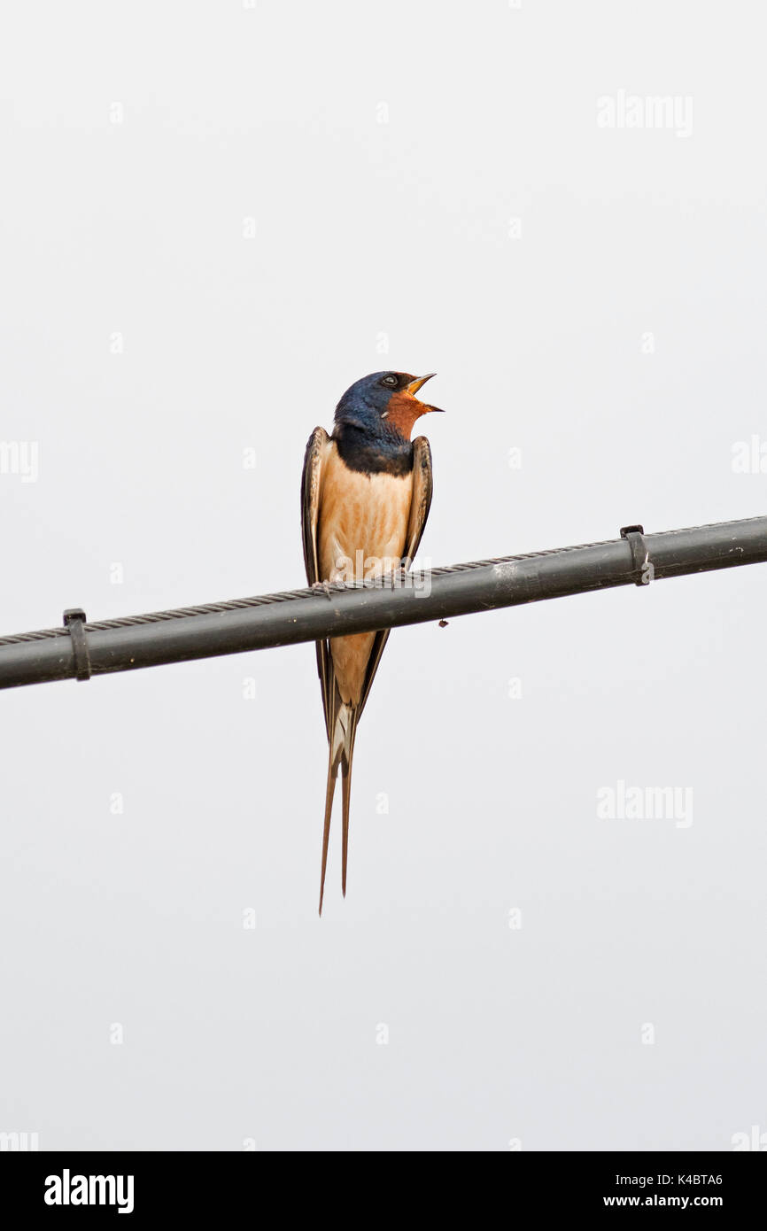Barn Swallow Hirundo rustica singing from telephone wire Northumberland ...