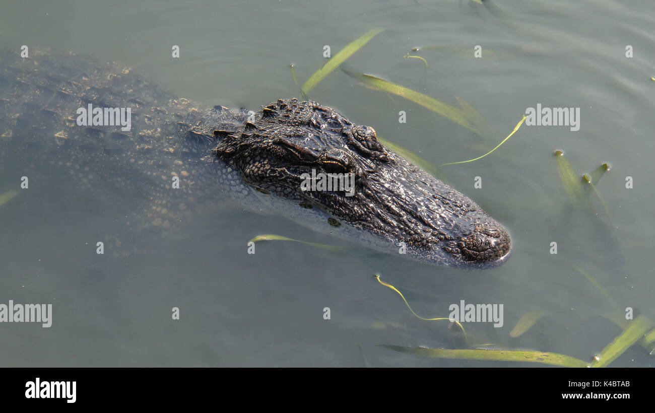 Swamp new orleans hi-res stock photography and images - Alamy