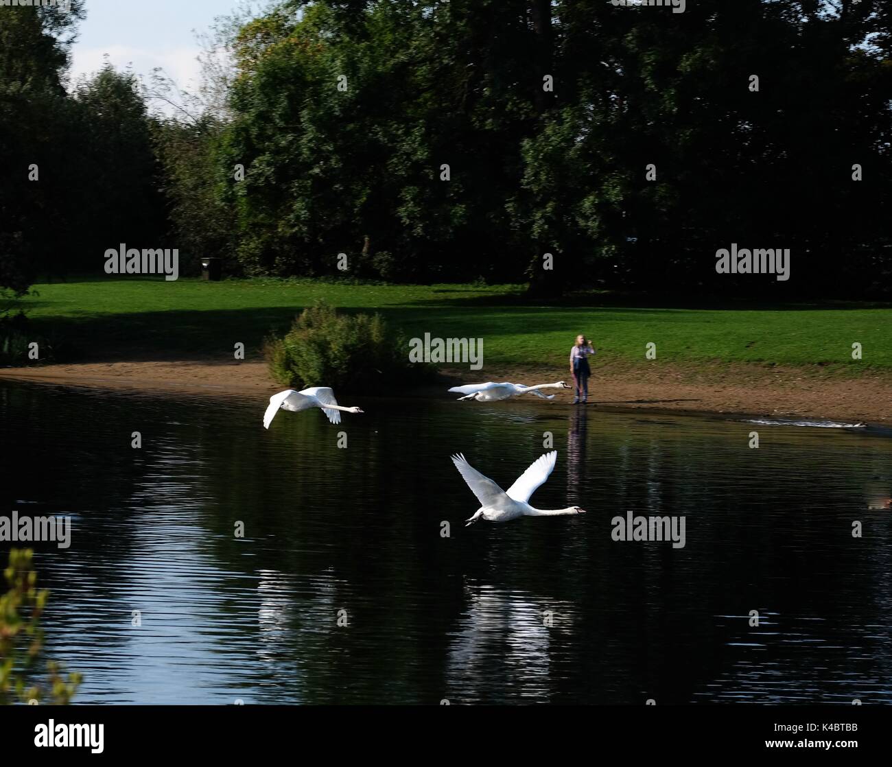 mute swans flying over the river thames Stock Photo - Alamy