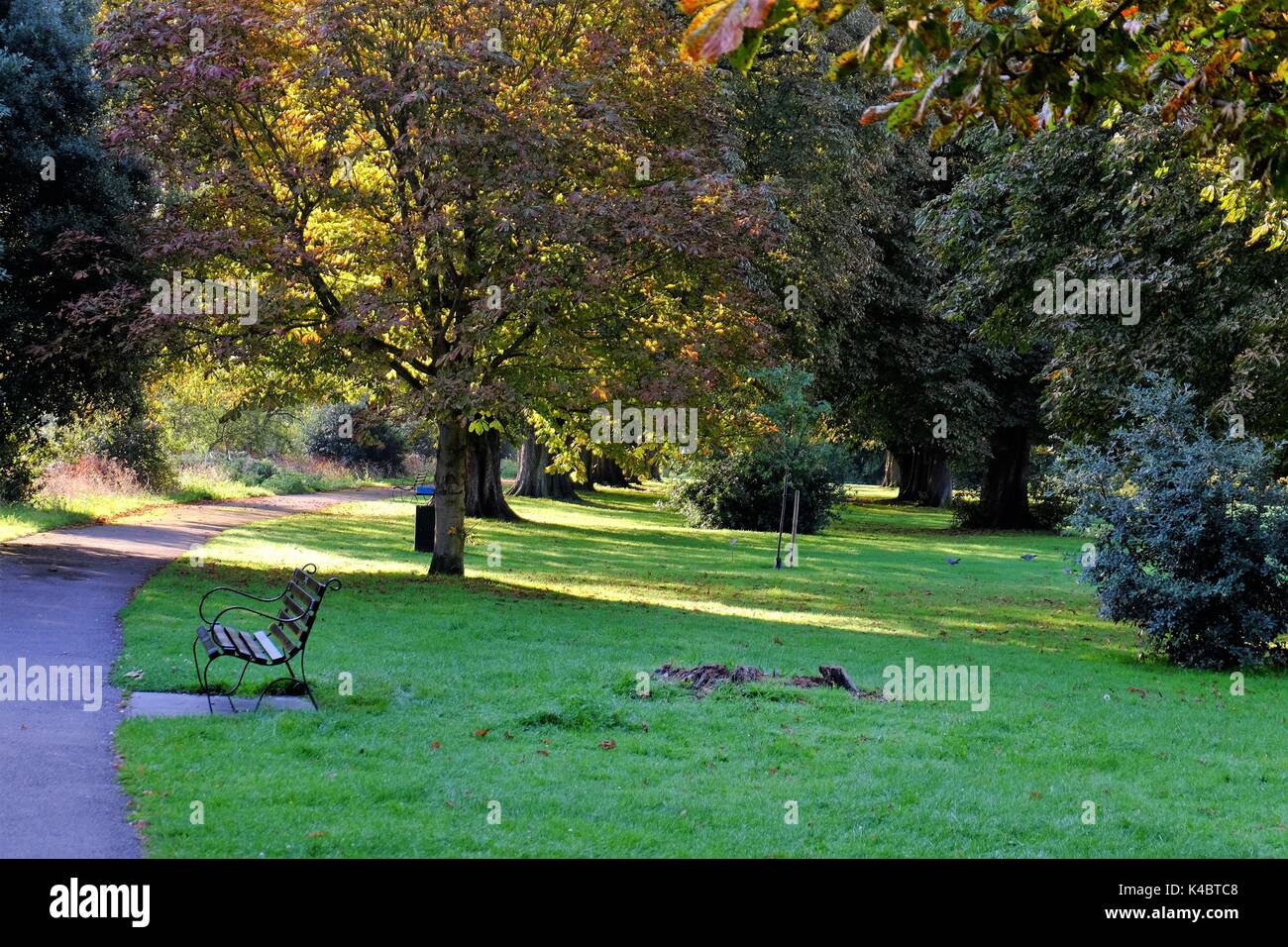 chestnut trees in the park Stock Photo - Alamy