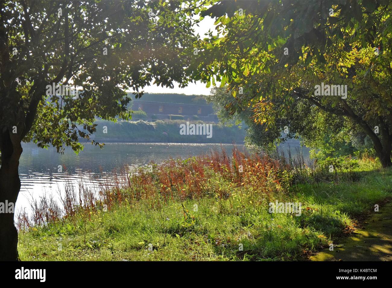 chestnut trees in the park Stock Photo - Alamy