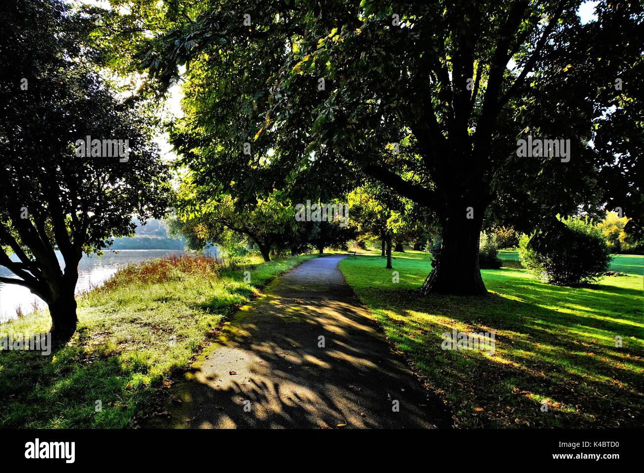 chestnut trees in the park Stock Photo - Alamy