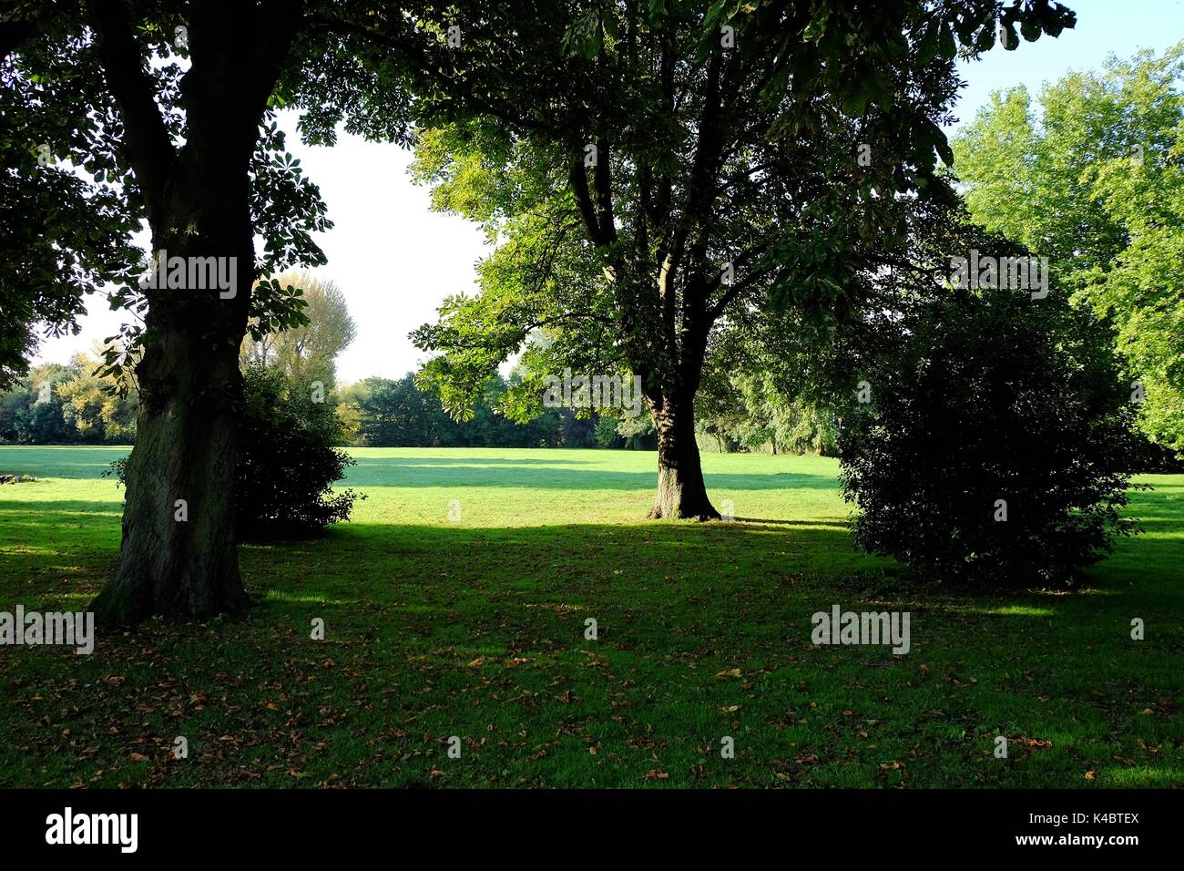 chestnut trees in the park Stock Photo - Alamy