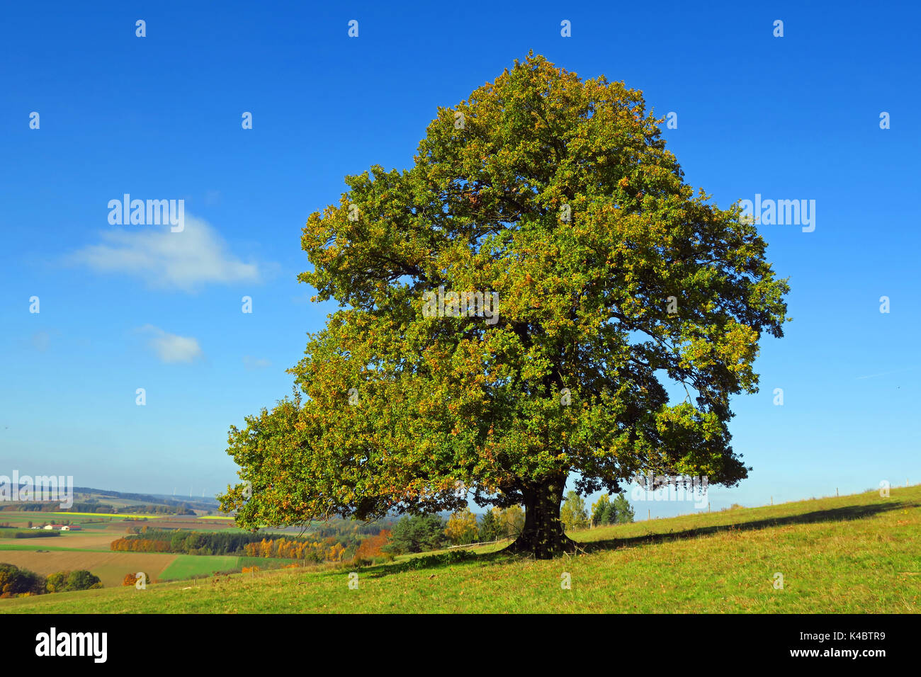Oak mountain germany hi-res stock photography and images - Alamy